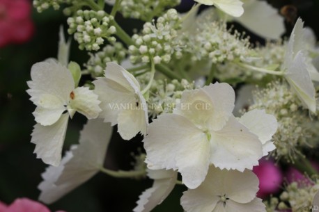 Hydrangea paniculata 'Pink Lady'