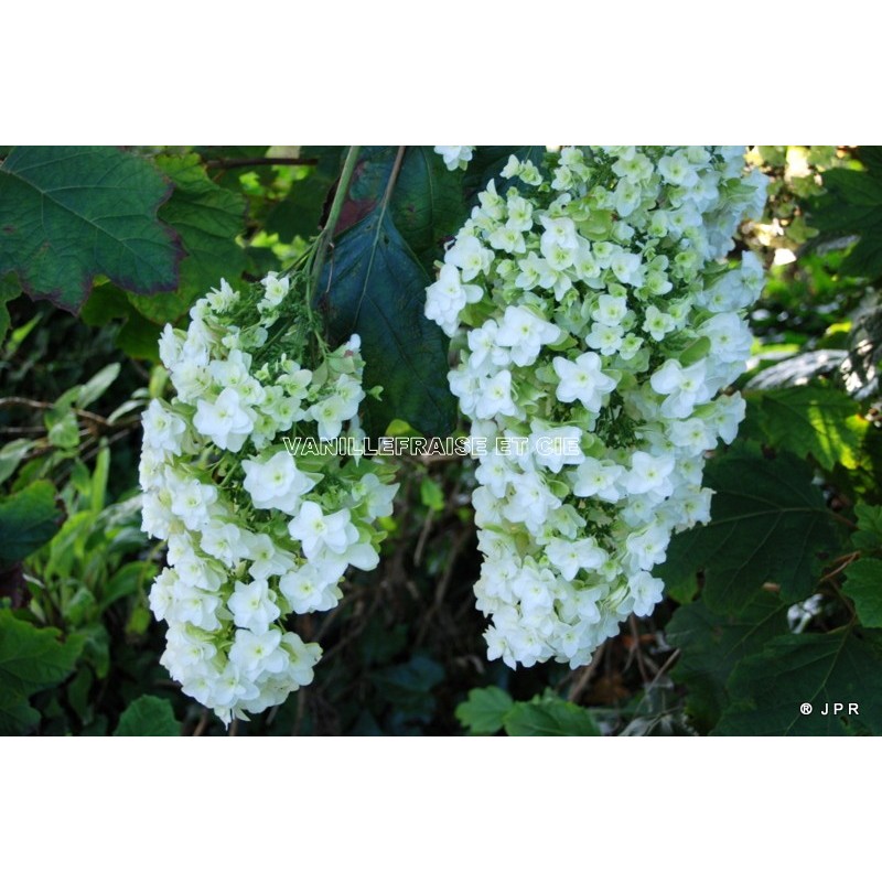 Hydrangea quercifolia harmony
