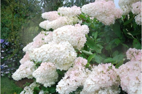 Hydrangea Paniculata GRANDIFLORA