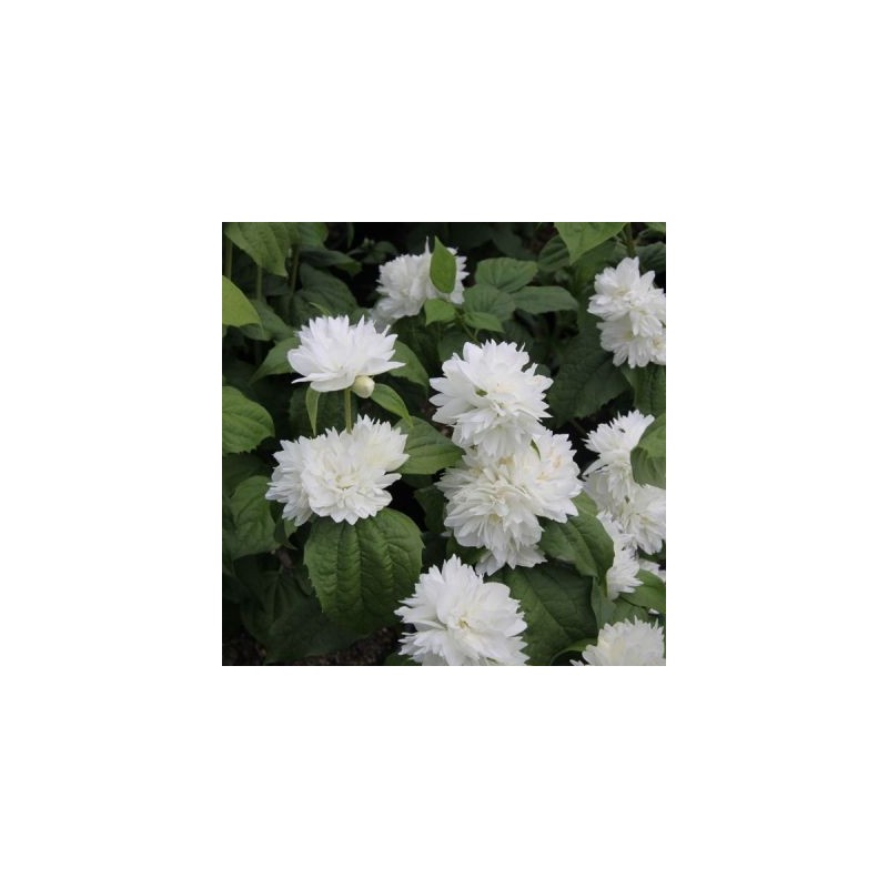 Philadelphus 'Minnesota Snowflake'