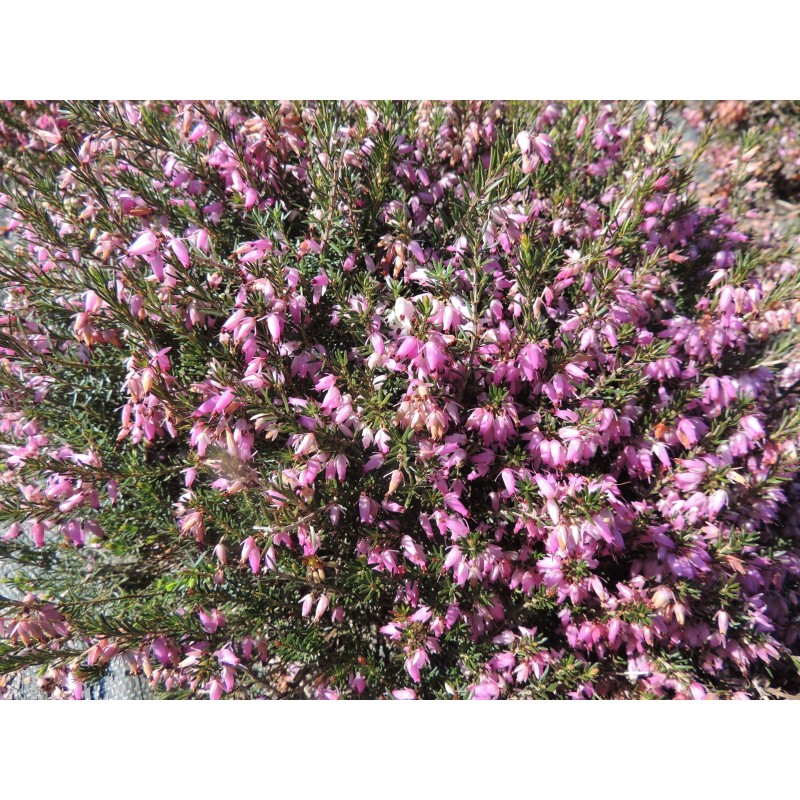 Erica carnea 'Springwood Pink'