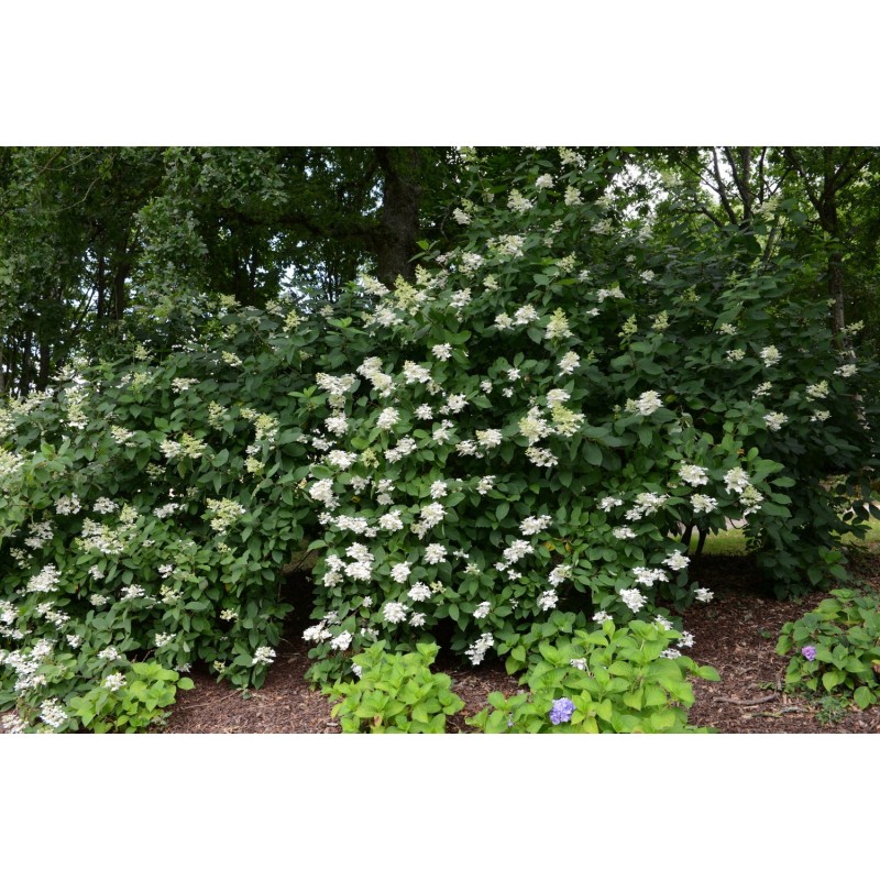 Hydrangea Paniculata PINK DIAMOND