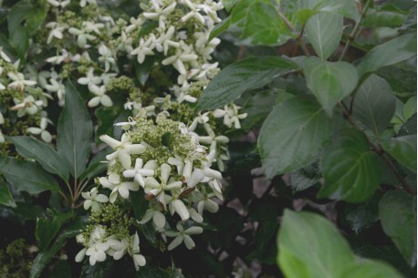 Hydrangea Paniculata PRAECOX