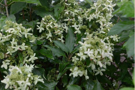 Hydrangea paniculata 'Praecox'