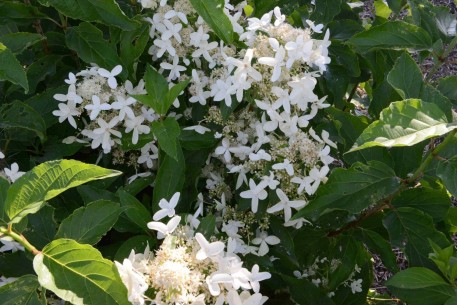 Hydrangea Paniculata PRAECOX