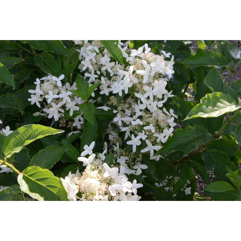 Hydrangea Paniculata PRAECOX