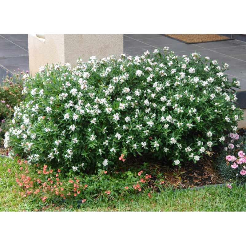 Daphne x transatlantica ETERNAL FRAGRANCE 'Blafra'