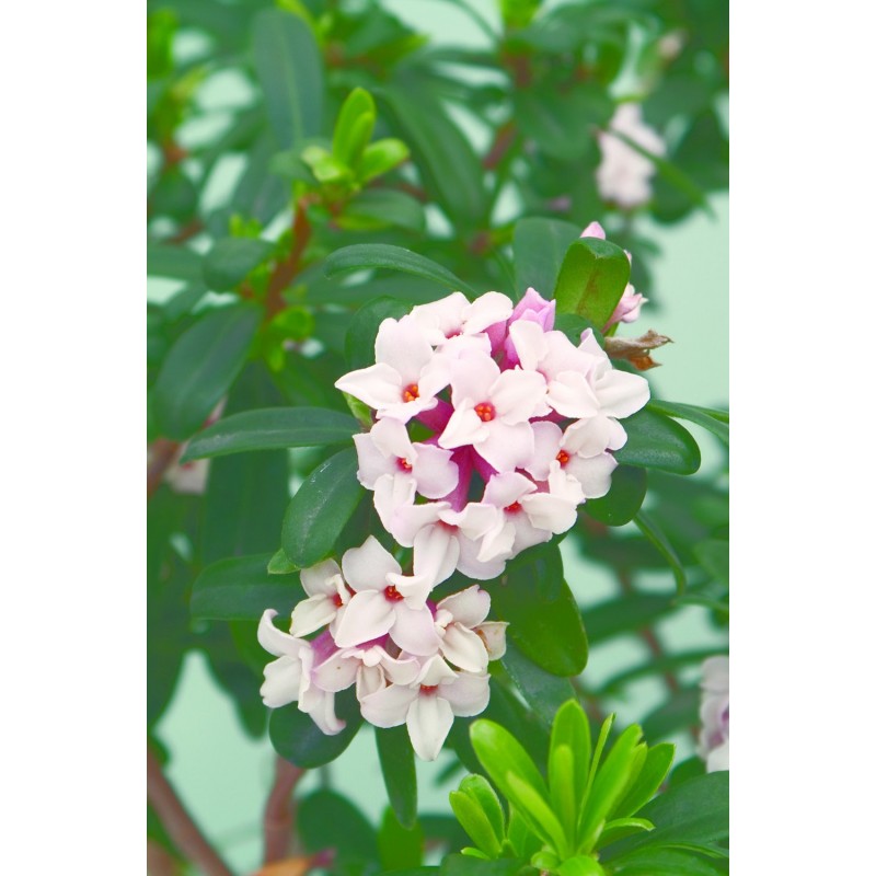 Daphne x transatlantica ETERNAL FRAGRANCE 'Blafra'