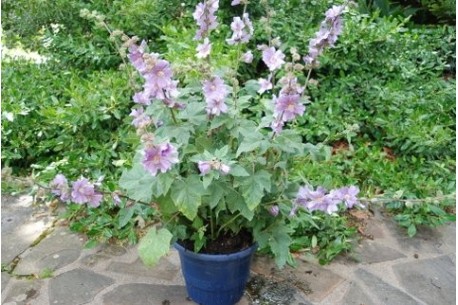 Lavatera BLUE BIRD® 'Renlav'