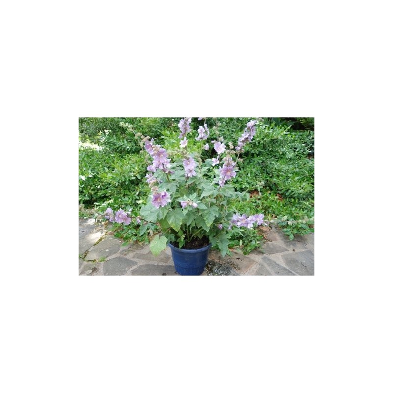 Lavatera BLUE BIRD® 'Renlav'