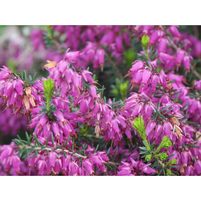 Erica carnea 'Rosalie'