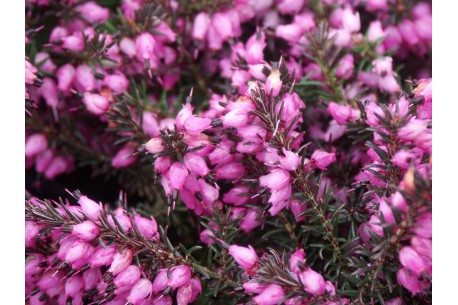 Erica x darleyensis 'Kramer S Rote'
