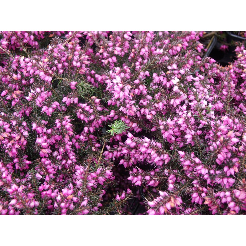 Erica x darleyensis 'Kramer S Rote'