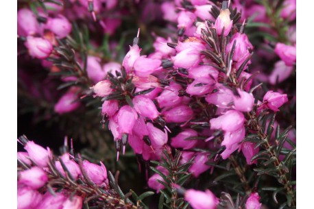 Erica x darleyensis 'Kramer S Rote'