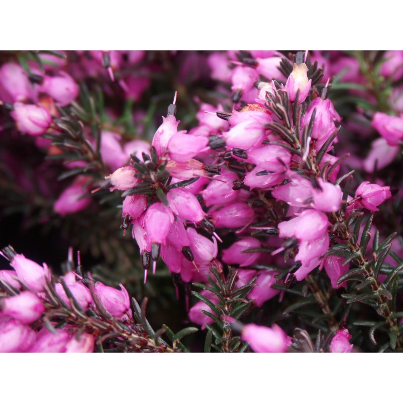 Erica x darleyensis 'Kramer S Rote'