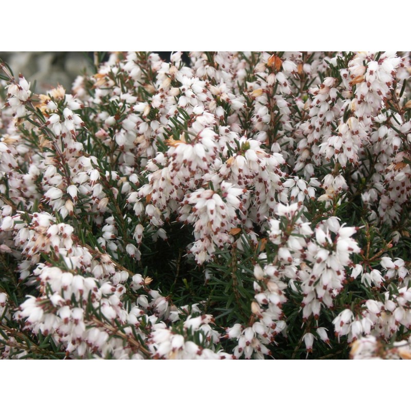 Erica cinerea 'C D Eason'