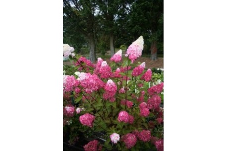 Hydrangea Paniculata FRAISE MELBA ® 'Renba'