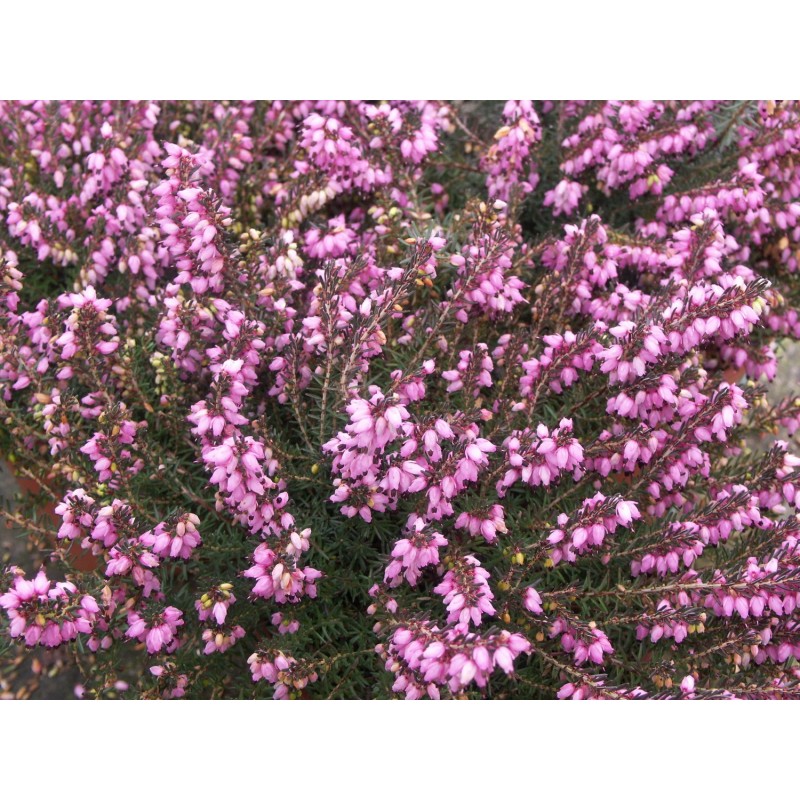 Erica x darleyensis 'Spring Surprise'