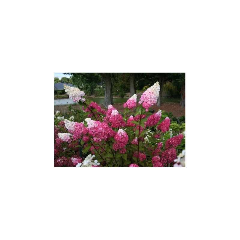 Hydrangea paniculata FRAISE MELBA ® 'Renba'