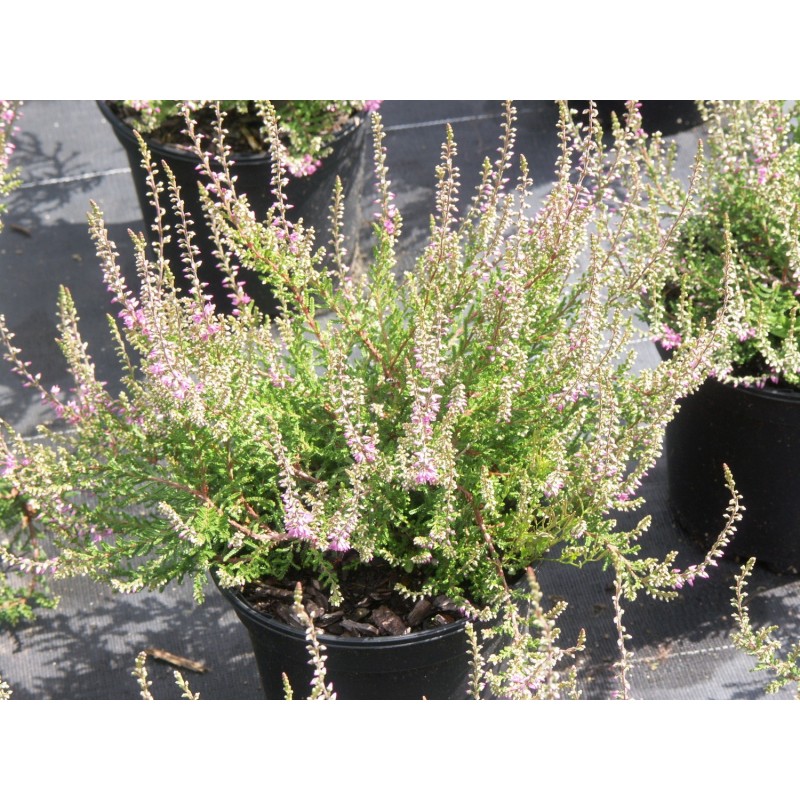 Calluna vulgaris 'Allegro'
