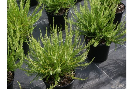 Calluna vulgaris 'Alicia'