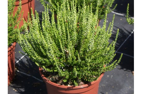 Calluna vulgaris 'Alicia'