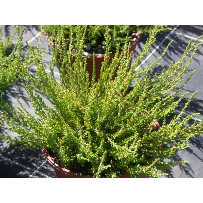 Calluna vulgaris 'Anette'