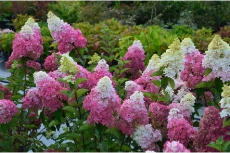 Hydrangea Paniculata FRAISE MELBA ® 'Renba'