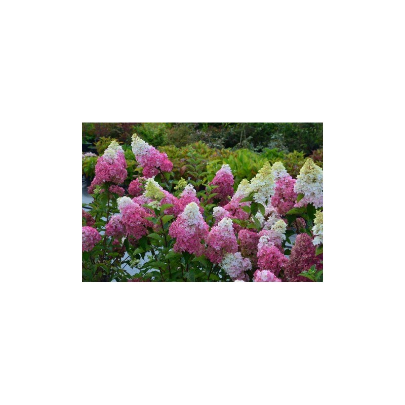 Hydrangea Paniculata FRAISE MELBA ® 'Renba'