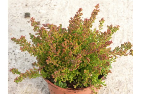 Calluna vulgaris 'Boskoop'