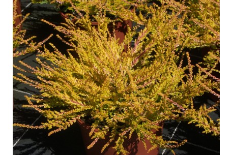 Calluna vulgaris 'Boskoop'