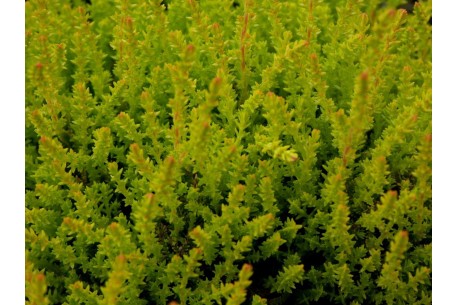 Calluna vulgaris 'Boskoop'