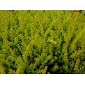 Calluna vulgaris 'Boskoop'