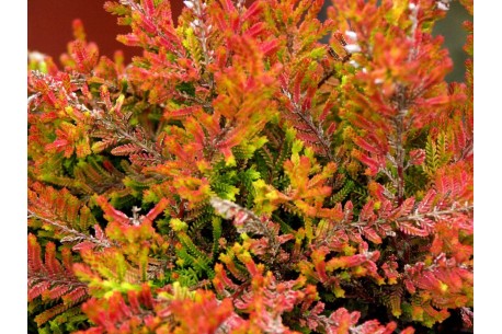 Calluna vulgaris 'Boskoop'