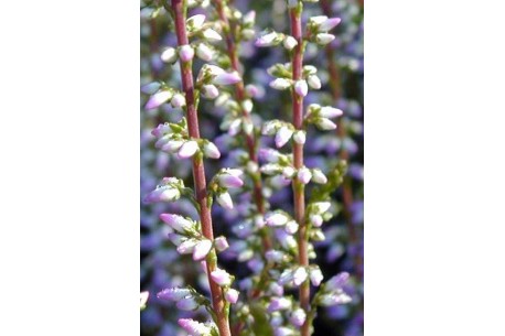 Calluna vulgaris 'Marleen'