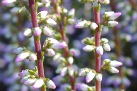 Calluna vulgaris 'Marleen'