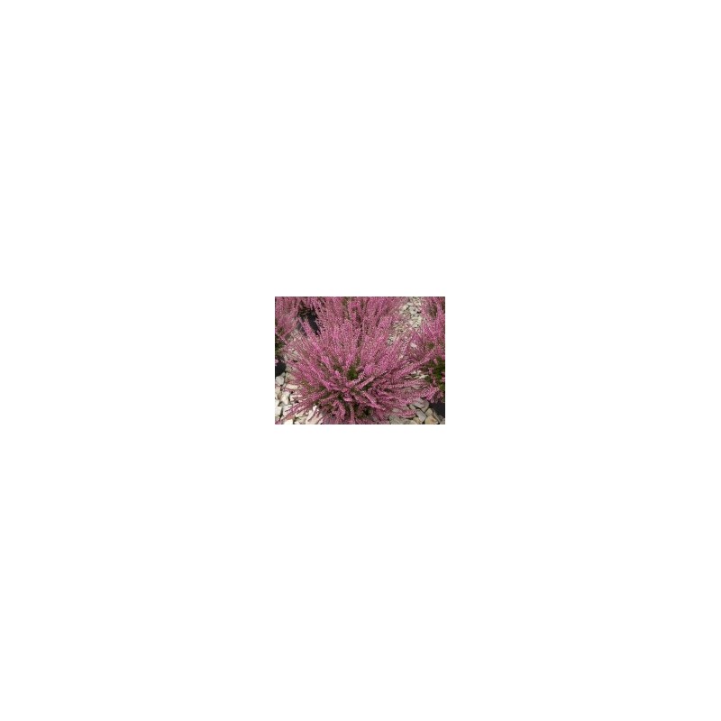 Calluna vulgaris 'Marlies'