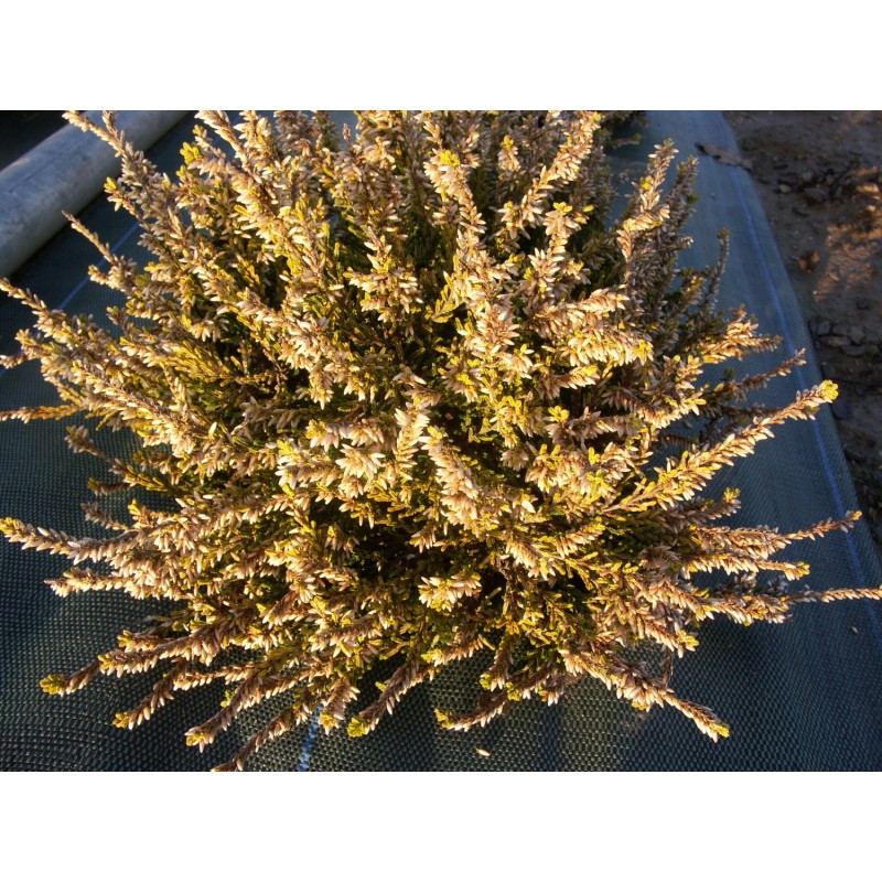 Calluna vulgaris 'Sandy'