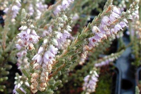 Calluna vulgaris 'Silver Knight'