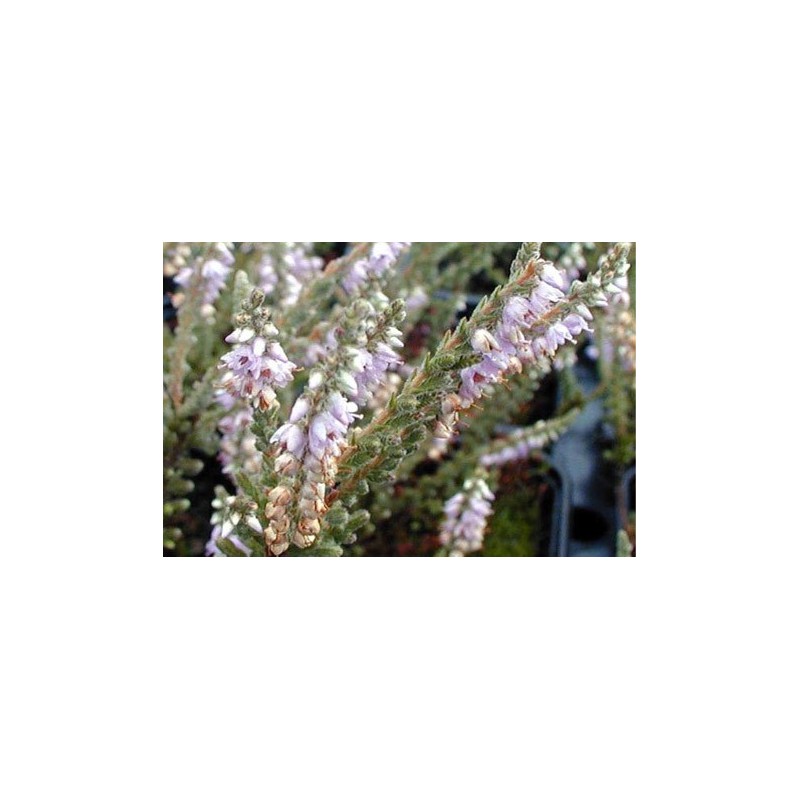 Calluna vulgaris 'Silver Knight'