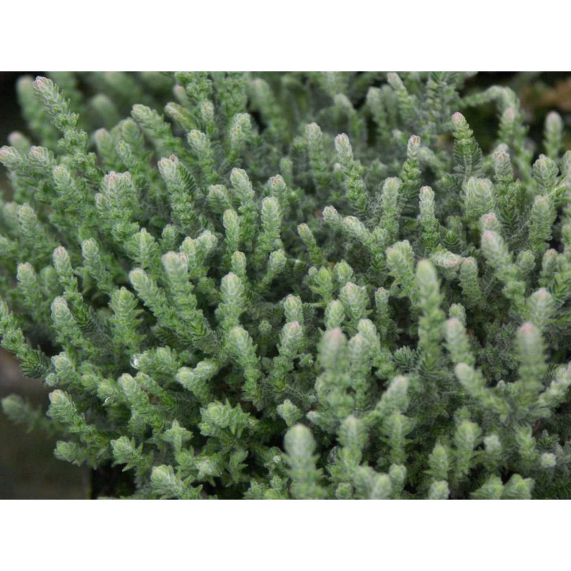 Calluna vulgaris 'Silver Knight'