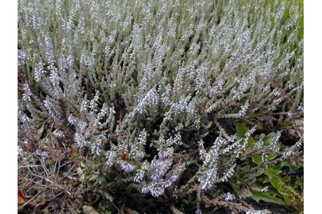 Calluna vulgaris 'Silver Knight'