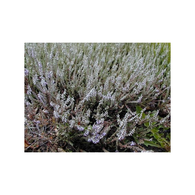 Calluna vulgaris 'Silver Knight'