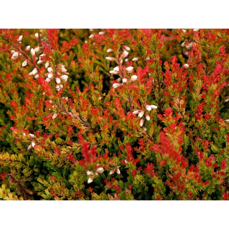 Calluna vulgaris 'Spring Torch'