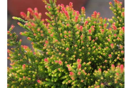 Calluna vulgaris 'Spring Torch'