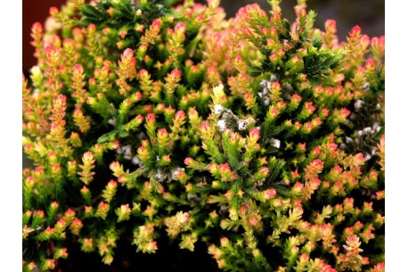 Calluna vulgaris 'Spring Torch'