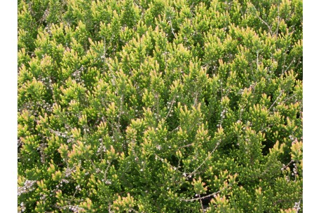 Calluna vulgaris 'Spring Torch'