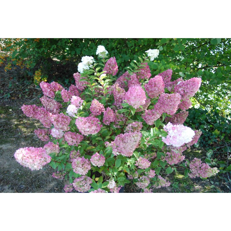 Hydrangea paniculata SUNDAE FRAISE ® 'Rensun'
