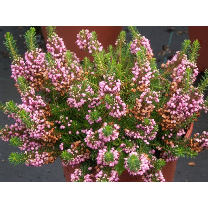 Erica vagans 'St Keverne'