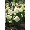 Hydrangea Paniculata MAGICAL MOONLIGHT